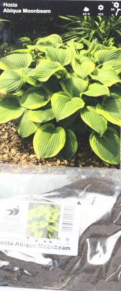 Funkia Hosta Wielkolistna Abiqua Moonbeam - archiwum Arena.pl