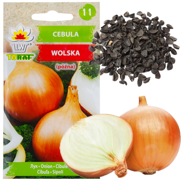Kup CEBULA WOLSKA NASIONA CEBULI ODMIANA PÓŹNA PLENNA ODPORNA SOCZYSTA ...