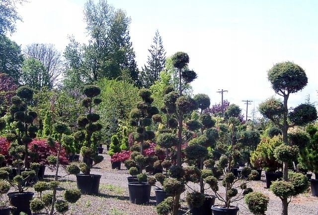 Cyprysik Boulevard 1 kula na pniu 50-70cm C2 - Arena.pl