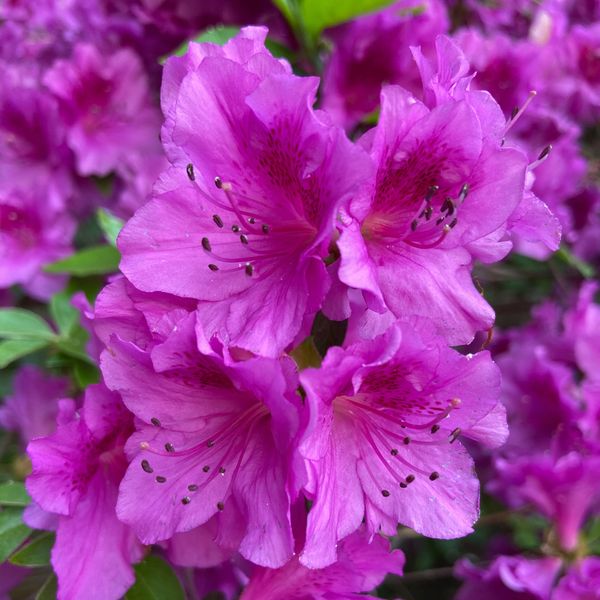 Azalia japońska GEISHA PURPLE Fioletowe kwiaty Niewysoka Sadzonki C2 ...