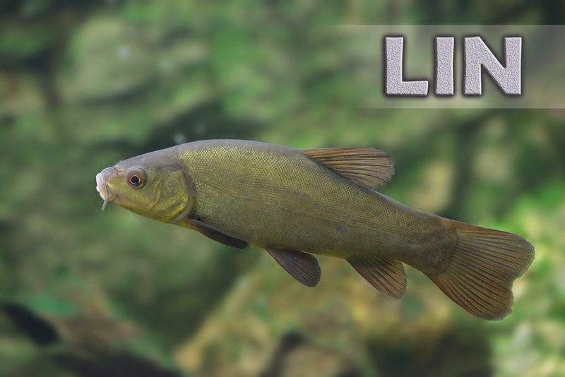 Lin III – magnes - Arena.pl
