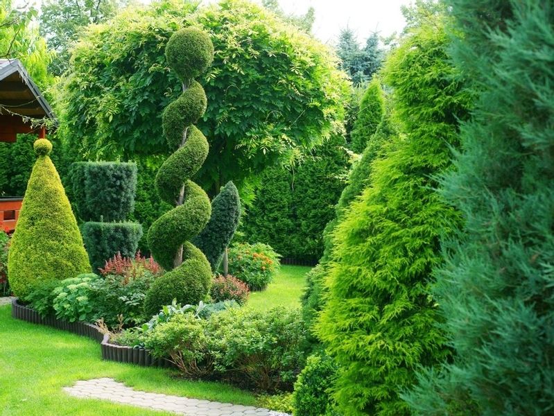 Thuja SZMARAGD zielony SPIRALA tuja 130-150cm C5 - Arena.pl