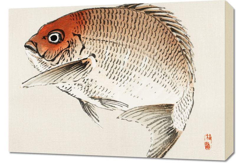 Obraz 70x50cm Tai Fish, Kōno Bairei Japoński Vintage do Salonu - Arena.pl