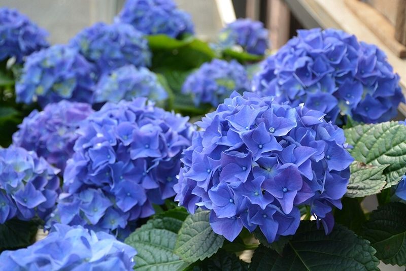 HORTENSJA OGRODOWA EARLY BLUE NIEBIESKA KULISTA P9 - Arena.pl