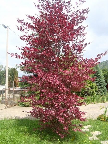 Buk Tricolor na pniu PA 100-120cm C3 - Arena.pl