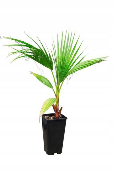 Washingtonia Robusta mrozoodporna palma 40-60cm - Arena.pl
