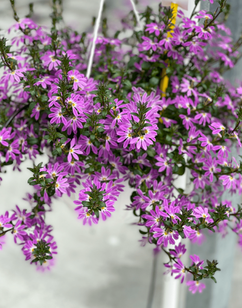 Kup Scewola (Scaevola Lilac) liliowa, sadzonka na arena.pl i ciesz się ...