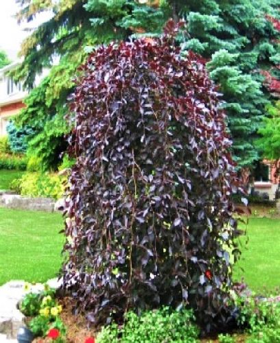 BUK PURPUREA płaczący Pendula szczepiony - sadzonki 90 / 110 cm - Arena.pl