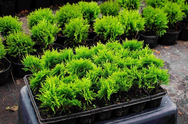 Tuja DANICA 8-15cm Piękna Zielona Kulka Do Ogrodu - Arena.pl