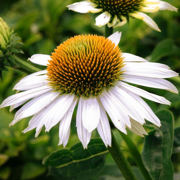 Jeżówka purpurowa 'Praire Splendor Compact White' (Echinacea purpurea ...