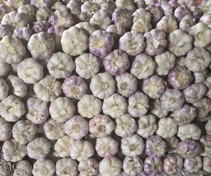 Kup Czosnek polski świeży 1 Kg Harnaś 5-6cm na arena.pl i ciesz się ...