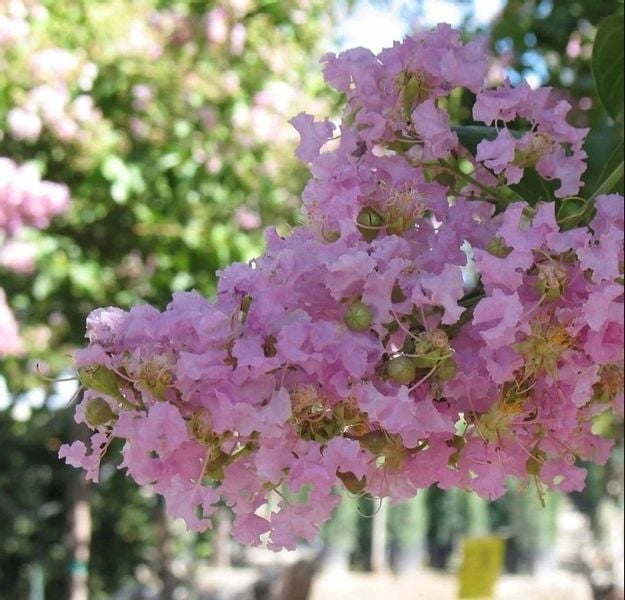 Lagerstroemia bez południa Muskogee P9 - Arena.pl