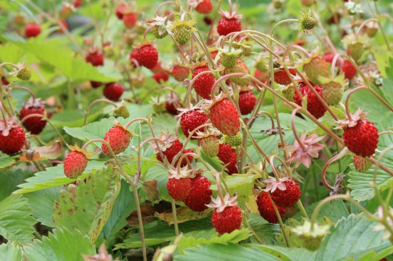 Poziomka Baron Von Solemacher 20-40 cm Sadzonka w Doniczce - Arena.pl