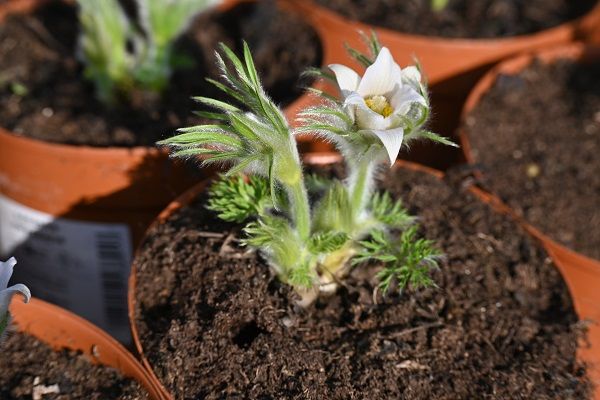 Sasanka zwyczajna Pinwheel White na skalniak i taras - Arena.pl