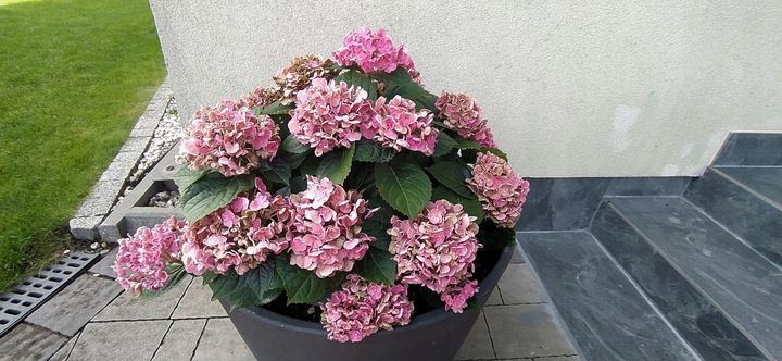 Nawóz do HORTENSJI 2,5kg Sumin, optymalny skład, obfite kwitnienie - Arena.pl