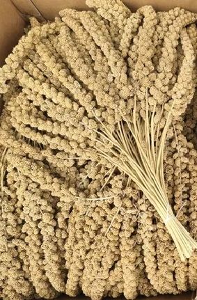 PROSO SENEGALSKIE BIAŁE w KŁOSACH 500g JAKOŚĆ POKARM DLA PTAKÓW PAPUG ...