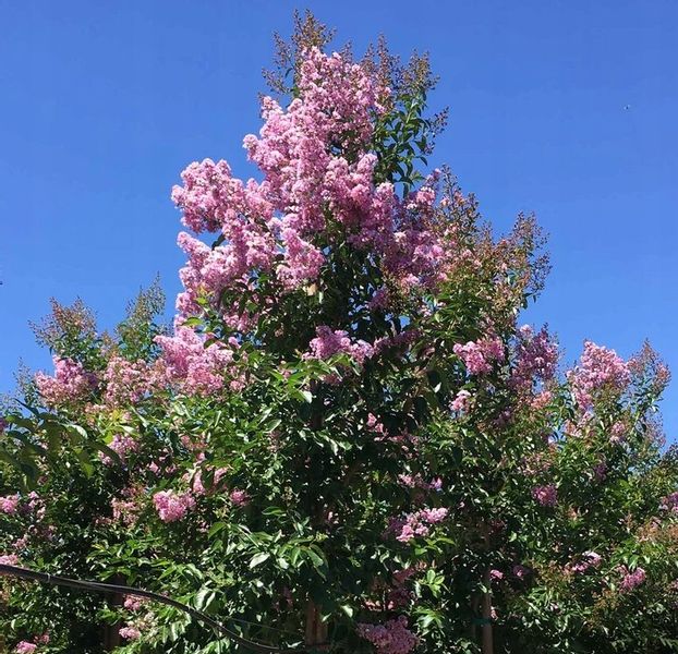 Lagerstroemia bez południa Muskogee P9 - Arena.pl