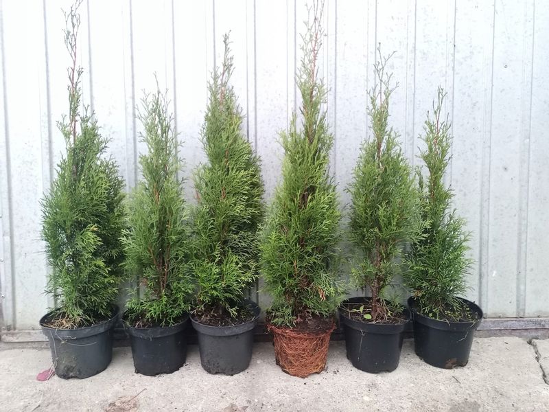 Tuja SZMARAGD 70-90cm w doniczkach 3L - Arena.pl