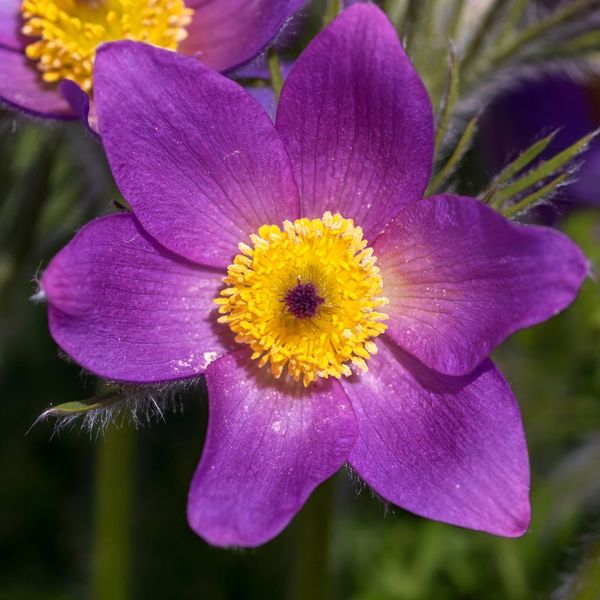 Kup Sasanka zwyczajna 'Pinwheel Blue Violet Shades' (Pulsatilla ...