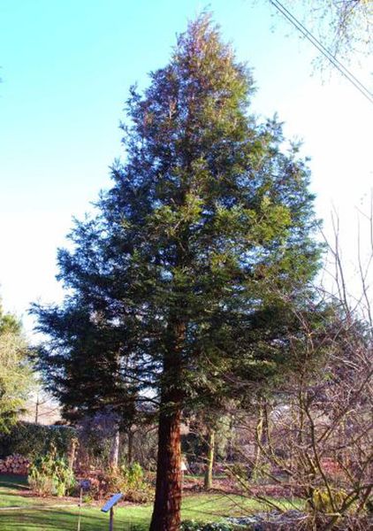 Kup SEKWOJA ZAWSZEZIELONA Sequoia sempervirens - NASIONA 2000 sztuk ...