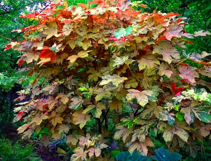 KLON kulisty ESK SUNSET szczepiony na pniu - sadzonka 120 / 140 cm - Arena.pl