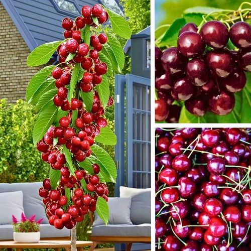 Kup CZEREŚNIA KOLUMNOWA VICTORIA SADZONKI OWOCOWE SAMOPYLNA CIEMNE ...