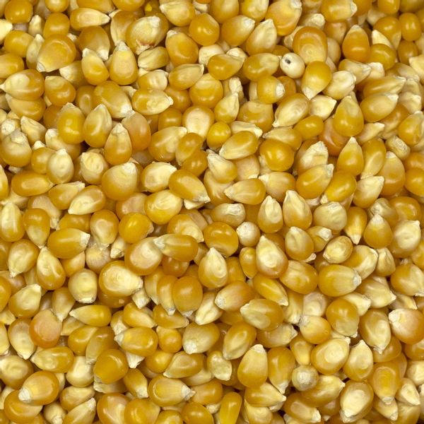 Popcorn 200g ziarno kukurydzy WYSOKA JAKOŚĆ - Arena.pl