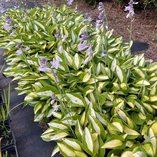 Funkia 'Striptease' (Hosta) P13 - Arena.pl