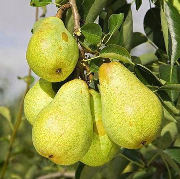 GRUSZA GENERAŁ BARDZO DUŻA I SMACZNA - Arena.pl