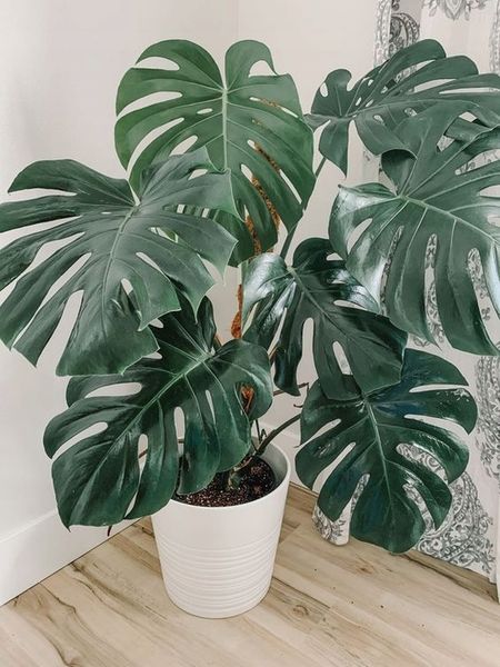 Piękna Monstera Deliciosa MONSTERA Dziurawa roz. M - Arena.pl