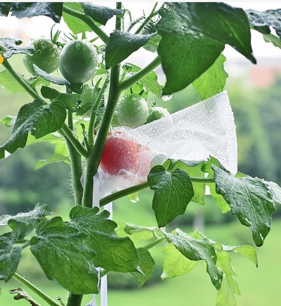 WORECZKI Osłony NA OWOCE WARZYWA SZKODNIKI 20szt - Arena.pl