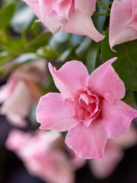 Sundaville Sundavilla PODWOJNY KWIAT PINK Dipladenia Mandevilla ...
