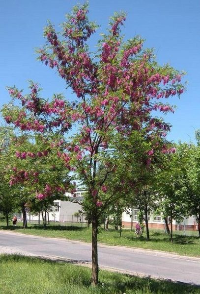 ROBINIA AKACJA RÓŻOWA SZCZEPIONA 130-150cm - Arena.pl