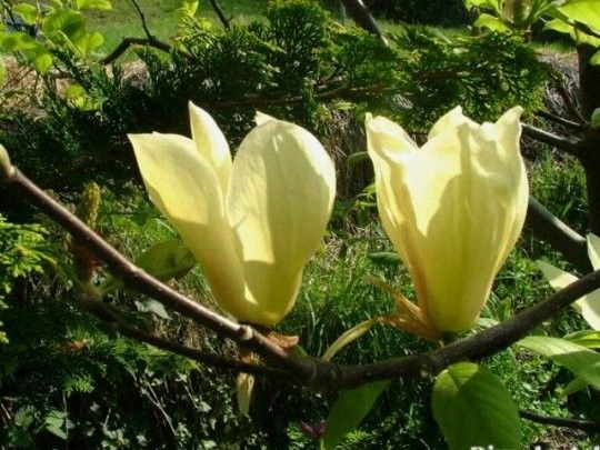 Magnolia żółta Yellow Bird 30-50cm C2 - Arena.pl