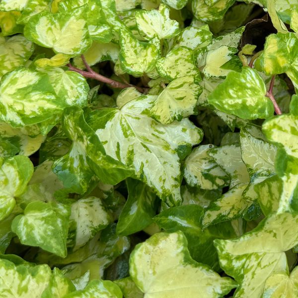 Kup Bluszcz pospolity 'Golden Ingot' Żółty Variegata (Hedera helix) 1 ...