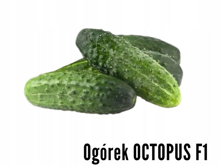 Kup Ogórek Octopus F1 500 Nasion (STD) Syngenta na arena.pl i ciesz się ...