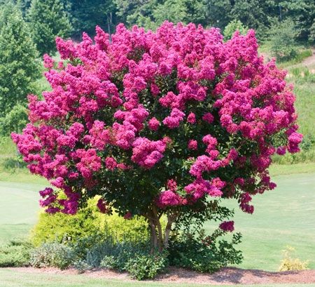 Kup LAGERSTROEMIA INDYJSKA PINK, BEZ POŁUDNIA, NAJDŁUŻEJ KWITNĄCY KRZEW ...