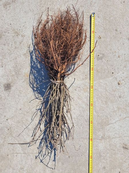 Wiśnia Antypka Wonna K. 30-40 cm - Arena.pl