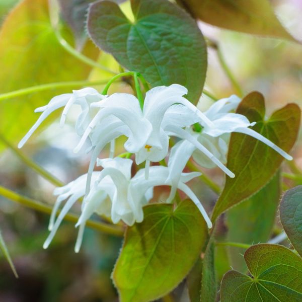 Epimedium 'White Hart' Miniaturowe Okrywowe Do Cienia Doniczka 2.0L ...