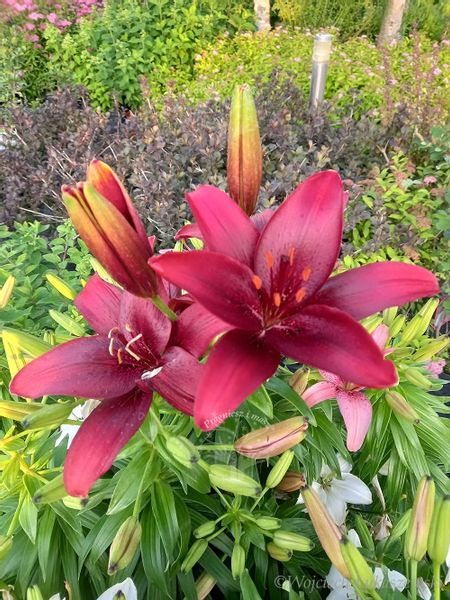 Lilia azjatycka Crimson Pixie na balkon i taras - Arena.pl