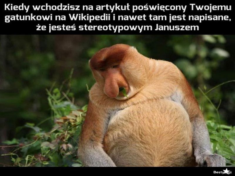 Lateksowa maska NOSACZ POLAK JANUSZ MAŁPA - Arena.pl