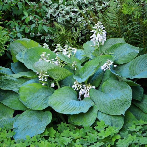 Funkia Hosta 'Blue Angel' Doniczka 3.0L Ogromne niebieskie liście ...