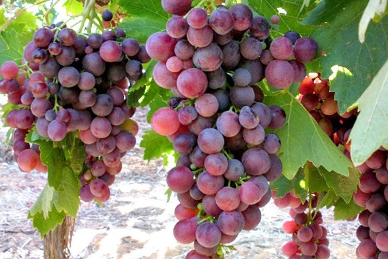 WINOGRON SWENSON RED CZERWONY 40-70CM - Arena.pl