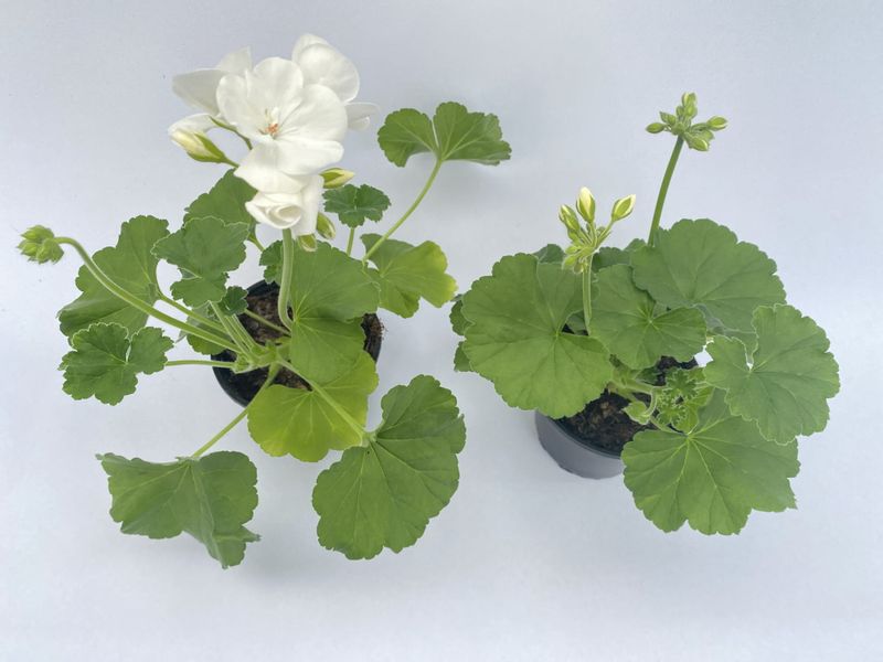 Pelargonia hybrydowa półzwisająca Calliope biała (Pelargonium Calliope ...