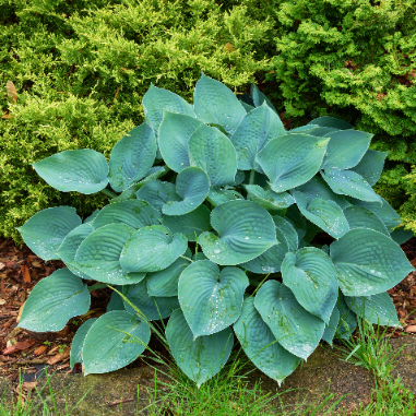 Funkia Hosta 'Blue Moon' W DONICZCE 2.0L Niebieskie liście - Arena.pl