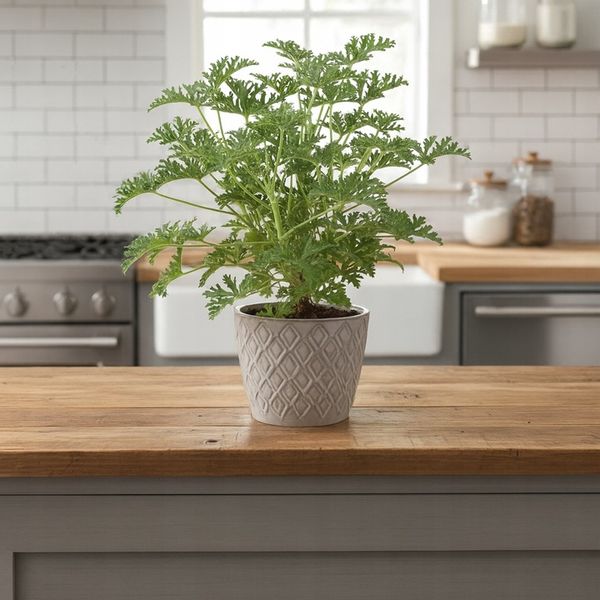 Kup Geranium anginka Pelargonium graveolens roślina lecznicza sadzonka ...