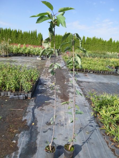 Czereśnia kolumnowa Queen Mary 120-140cm C2 - Arena.pl