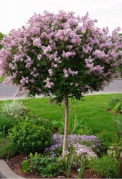 BEZ lilak na pniu kulisty różowy - sadzonki 70 / 100 cm - Arena.pl