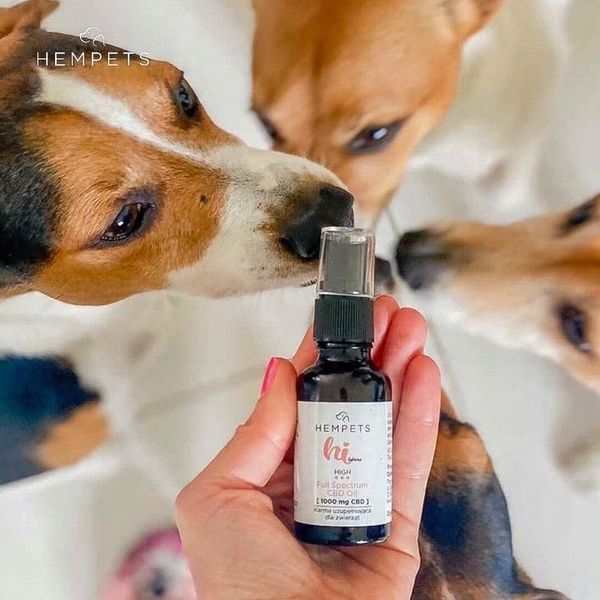 Kup OLEJ CBD HILARIOUS 1000mg OLEJEK HEMPETS DLA PSA KOTA ZWIERZĄT ...