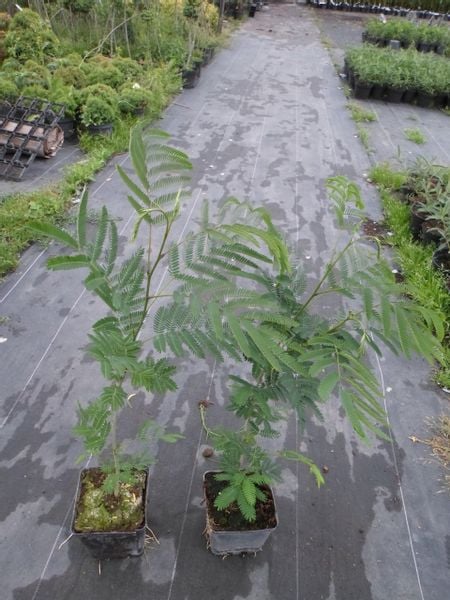 Albicja świeci śpi jedwabne drzewko 70-90cm C2 - Arena.pl